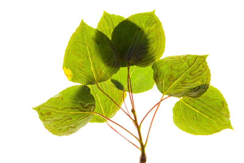 Aspen leaf miner stock photo. Image of serpentine, larval - 16197578