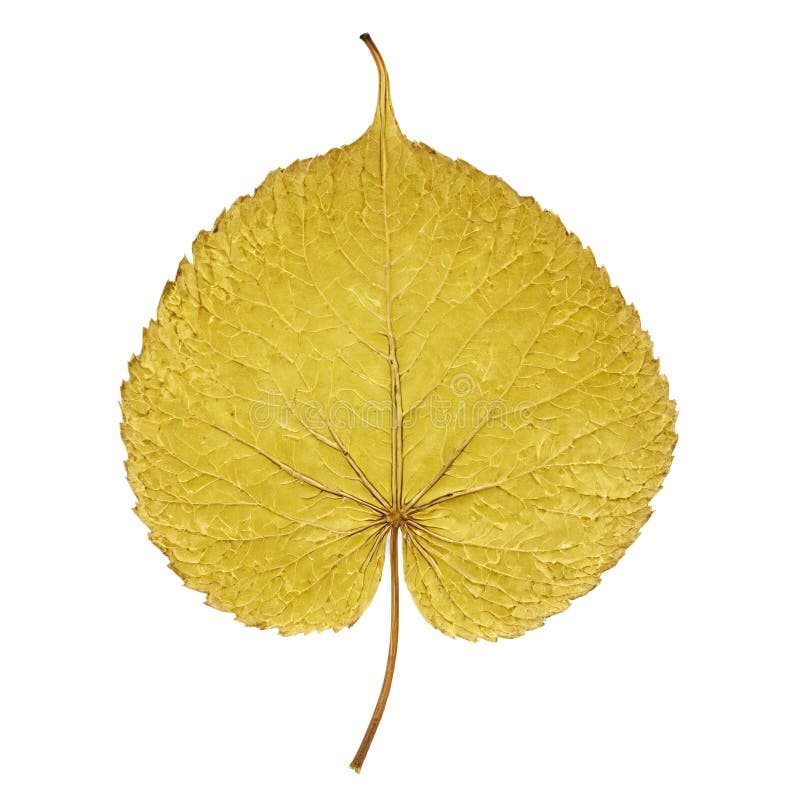 343 Edge Wavy Leaf Stock Photos - Free & Royalty-Free Stock Photos from ...