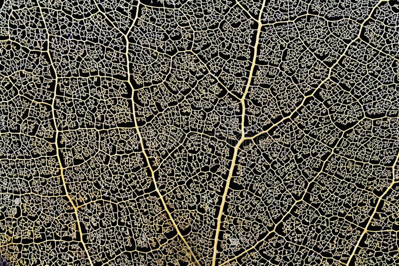 Aspen leaf skeleton stock photo. Image of structure - 103098280