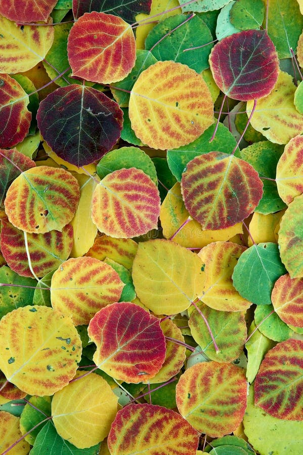Aspen Leaves with Raindrops Stock Photo - Image of leaves, colorful ...