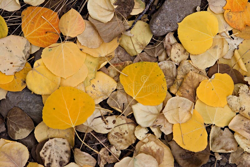 Aspen Leaves stock image. Image of hike, sierra, trek, background - 799369
