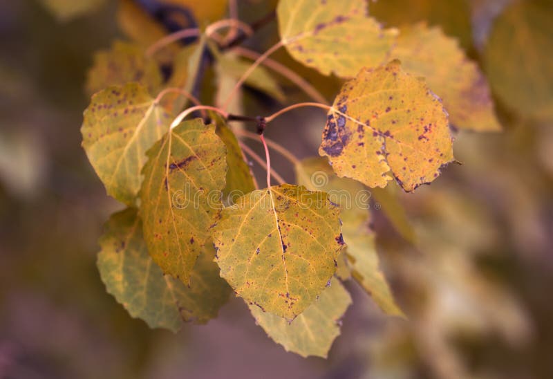 Aspen Leaves in Autumn Close â€“up View, Autumn Aspen Leaves on a ...