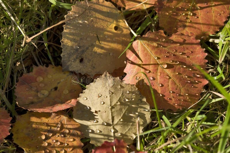 Aspen leaves background stock image. Image of fallen - 11256459