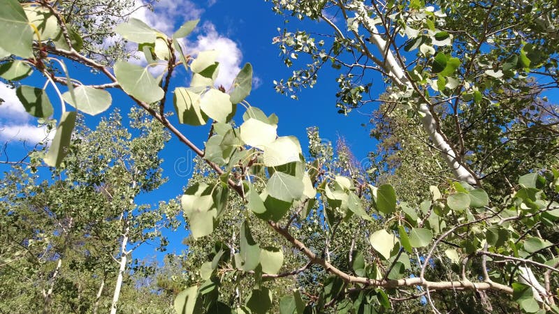 Aspen Leaves in a Breeze stock footage. Video of leaves - 316545390
