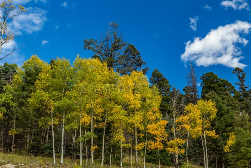 Aspen leaves changing stock photo. Image of taos, circle - 87288284