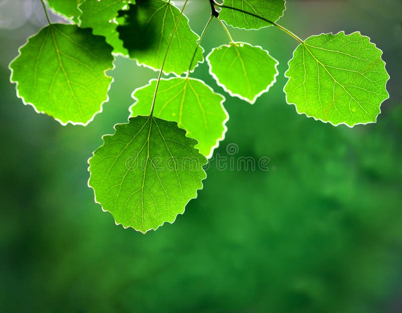 Aspen leaves stock image. Image of close, foliage, summer - 32195843