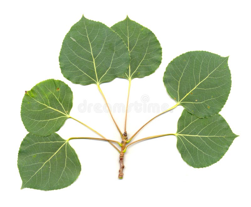 Aspen Leaves isolated stock photo. Image of quaking, white - 10038298