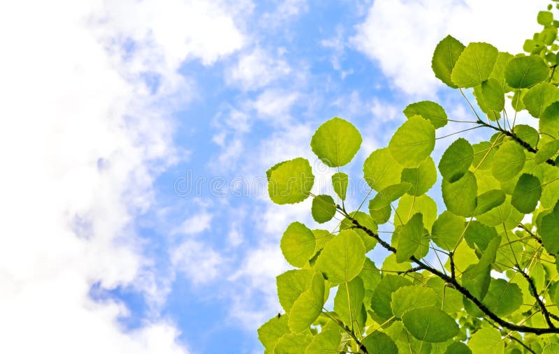 Aspen Leaves on Sky Background Stock Image - Image of leaf, backdrop ...