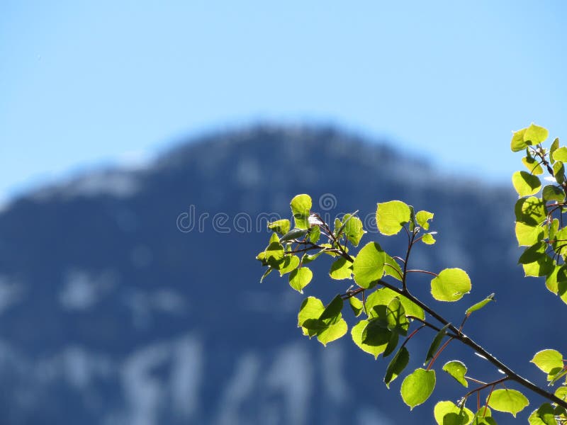 Aspen leaves stock photo. Image of branch, colorado, spring - 99460670