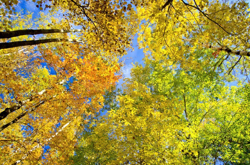 Fall Autumn Park. Falling Leaves Stock Image - Image of color, lush ...