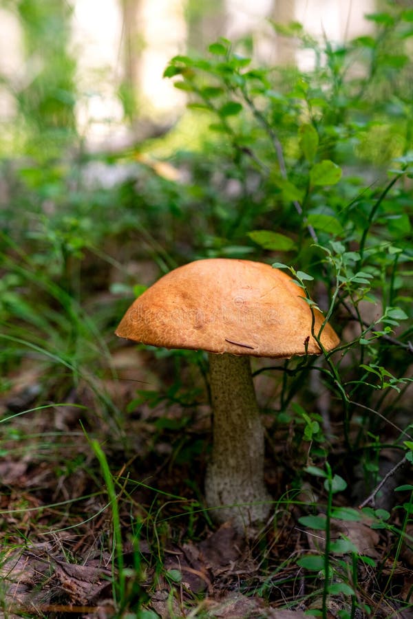 Aspen Light stock photo. Image of change, colorful, seasonal - 27476802