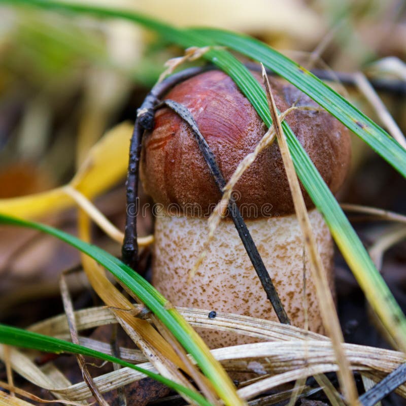 Aspen Mushroom Red (Leccinum Rufum) Stock Photo - Image of edible ...
