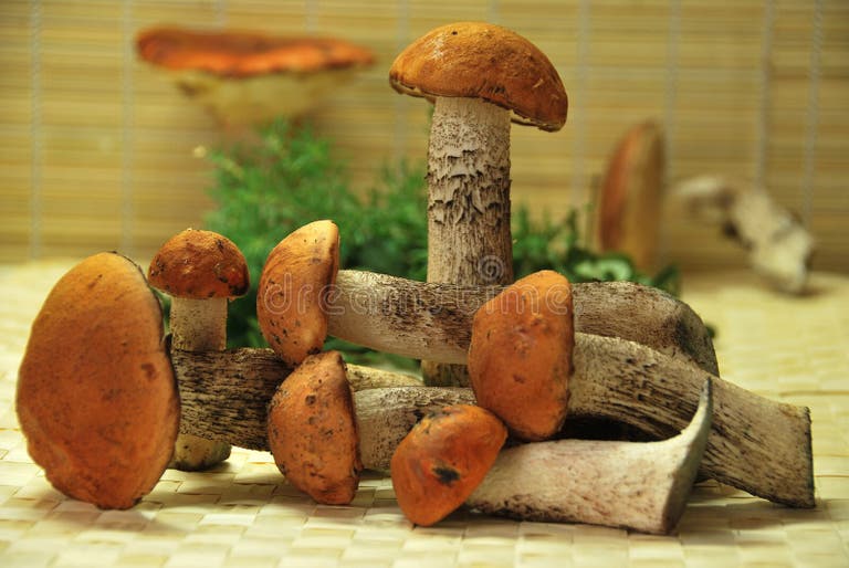 393 Aspen Kitchen Pics Stock Photos - Free & Royalty-Free Stock Photos ...