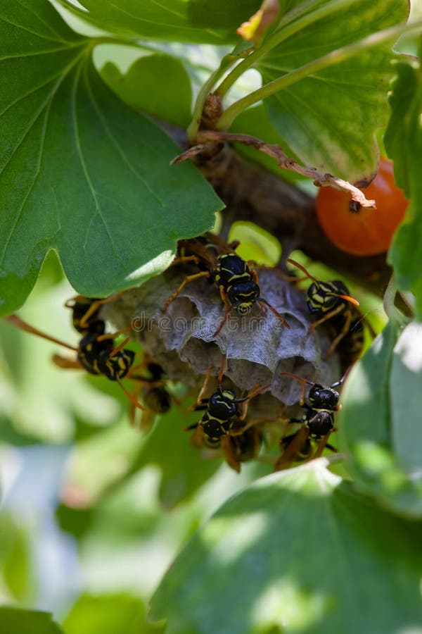 Aspen Nest in a Gold Currant Bush at Close Range. Stock Photo - Image ...