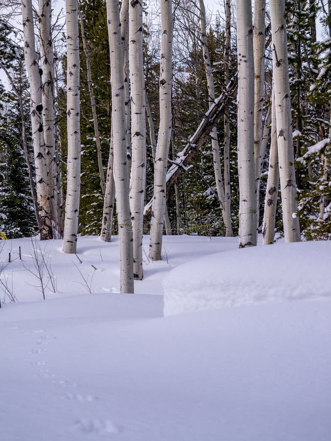 Aspen and Pine Trees in Winter Stock Image - Image of natural, season ...