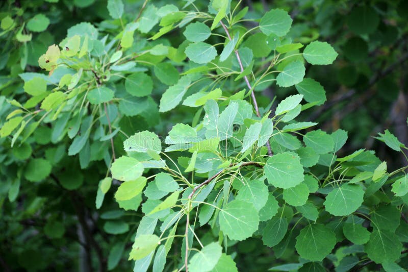 Aspen (Populus Tremula) Grows in Nature Stock Photo - Image of bright ...