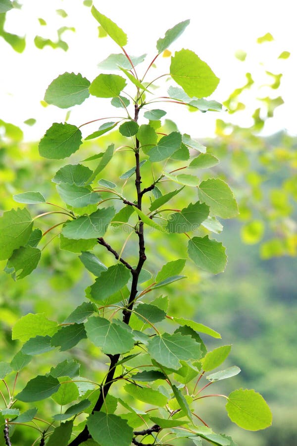 Aspen (Populus Tremula) Grows in Nature Stock Image - Image of trees ...