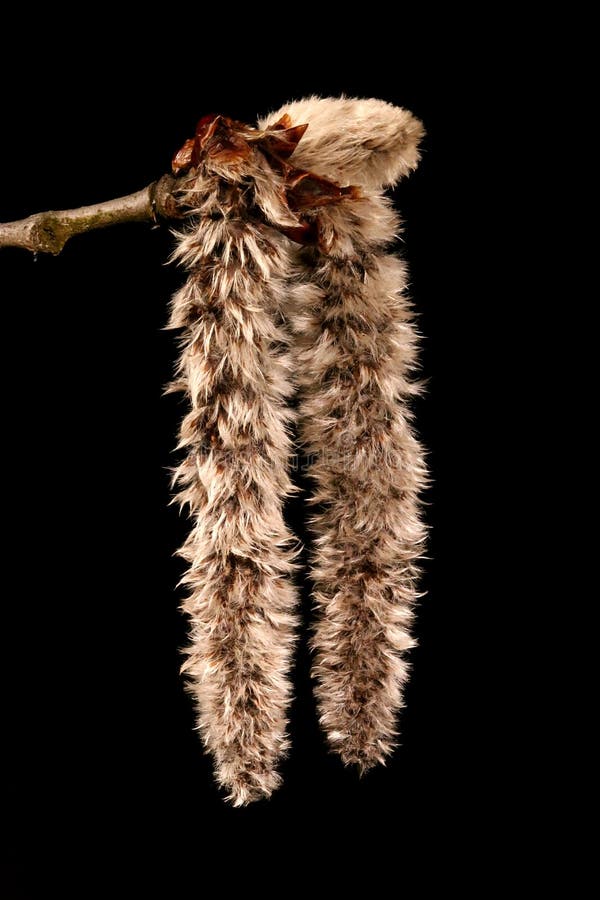 Aspen Populus Tremula. Inflorescence Closeup Stock Image - Image of ...