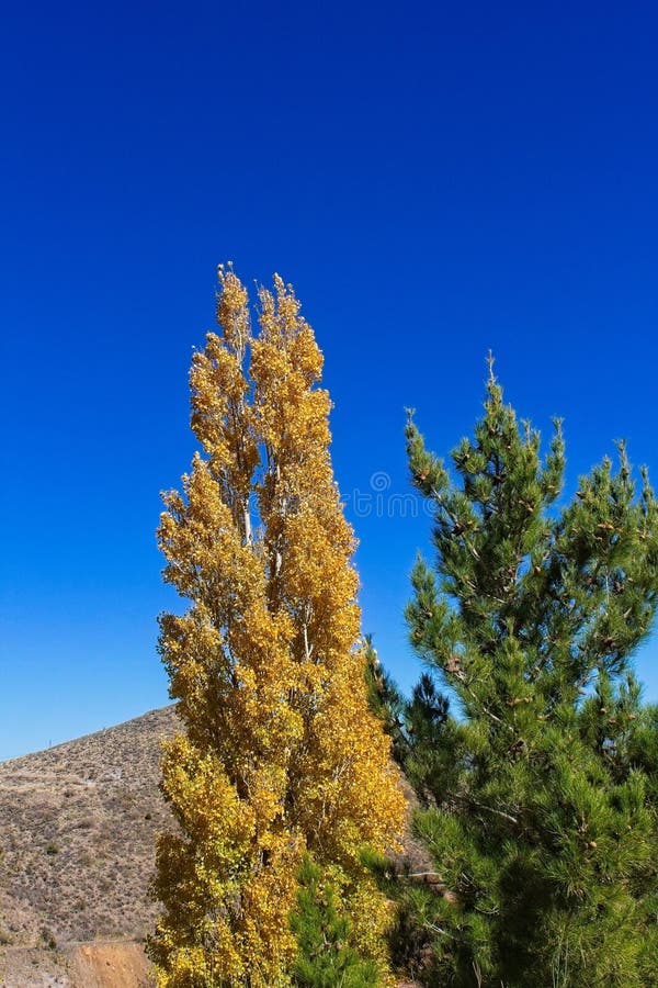An Aspen, Populus Tremuloides, and Pine Tree in the Fall. Stock Photo ...