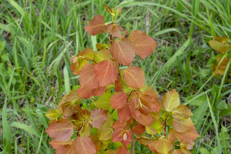 Aspen_sapling stock image. Image of foliage, tree, leaves - 16550435