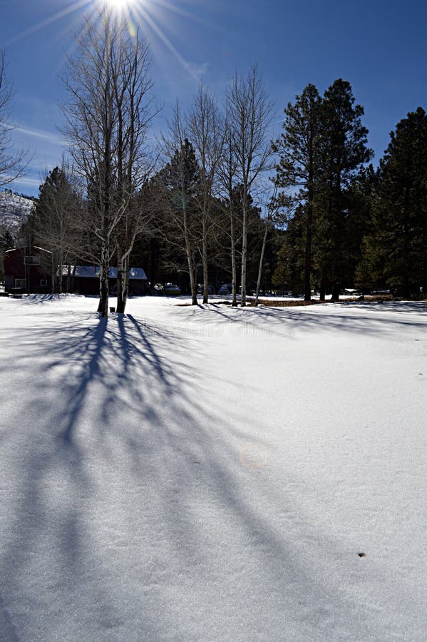 Aspen Shadows in the Ranch Yard Stock Image - Image of shadows, arizona ...