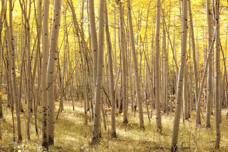 Aspen Stand stock photo. Image of leaves, trunk, bole - 16738172
