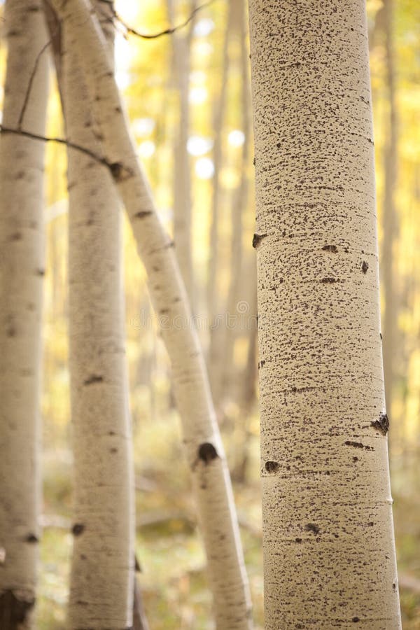 Aspen Stand stock image. Image of colorado, fall, autumn - 16738179