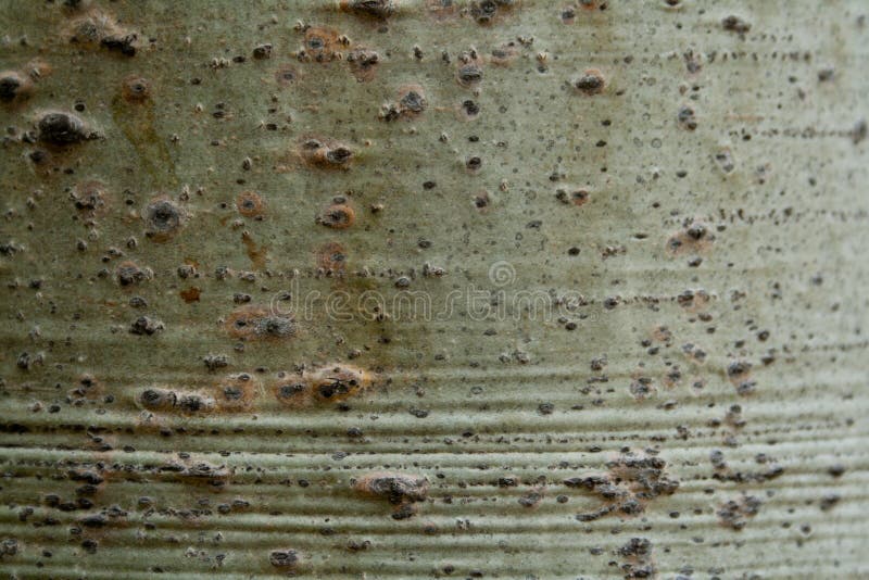 Aspen Texture stock photo. Image of detail, muted, natural - 25803616