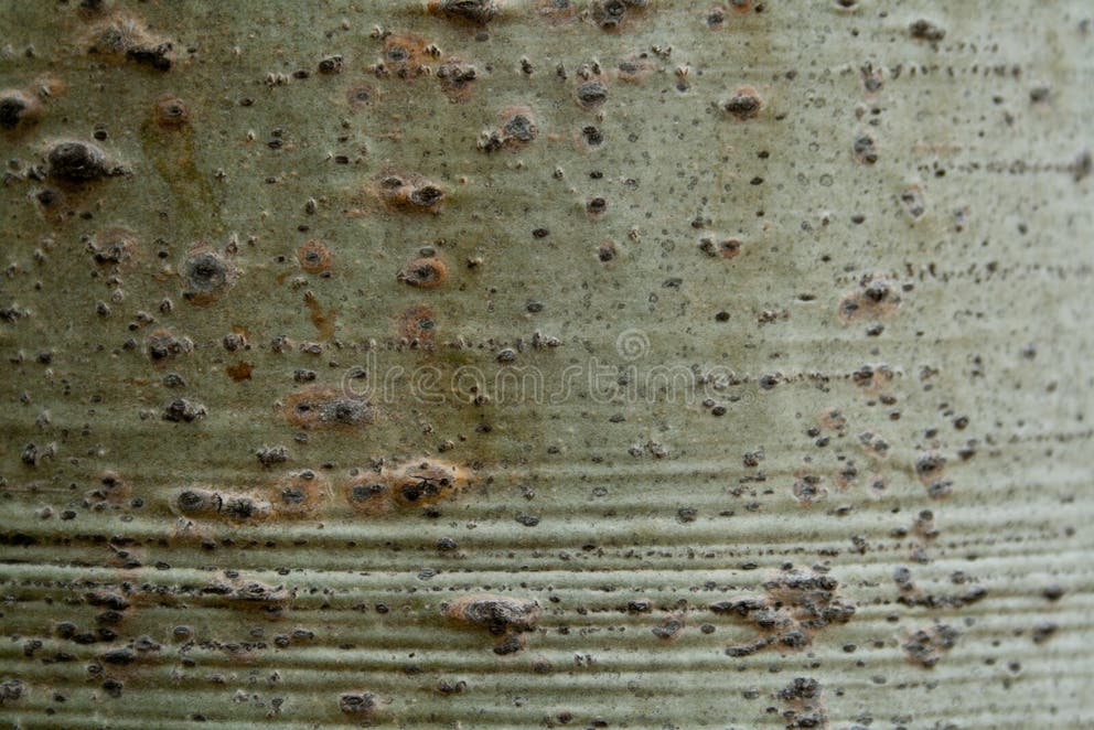 Aspen Texture stock photo. Image of detail, muted, natural - 25803616