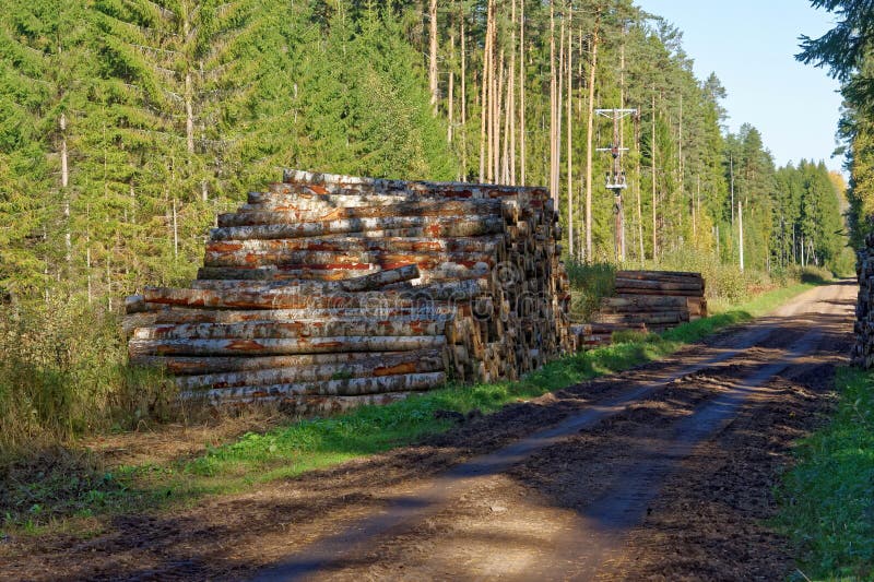 Aspen timber stock image. Image of timber, lumber, nature - 60437827