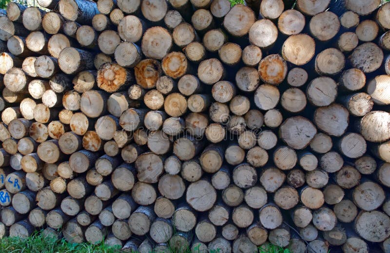Aspen timber stock image. Image of timber, lumber, nature - 60437827