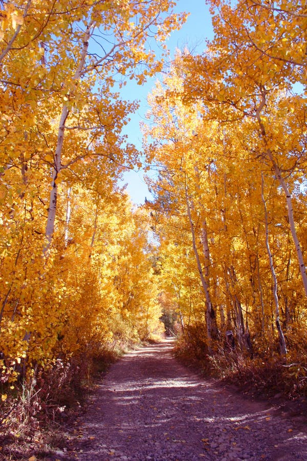 Aspen Trail stock photo. Image of peaceful, fall, pathway - 1441984