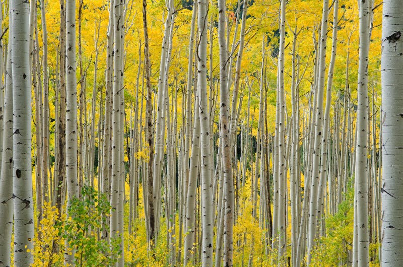 Stand of Quaking Aspen Trees Stock Photo - Image of tree, autumn: 599688