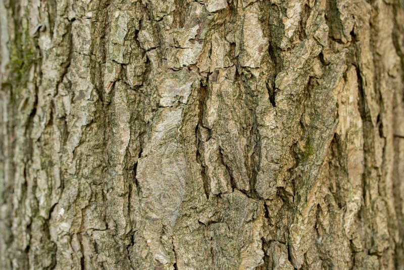 Aspen Tree Bark Ash, Texture Background Close-up. Brown Old Tree Bark ...
