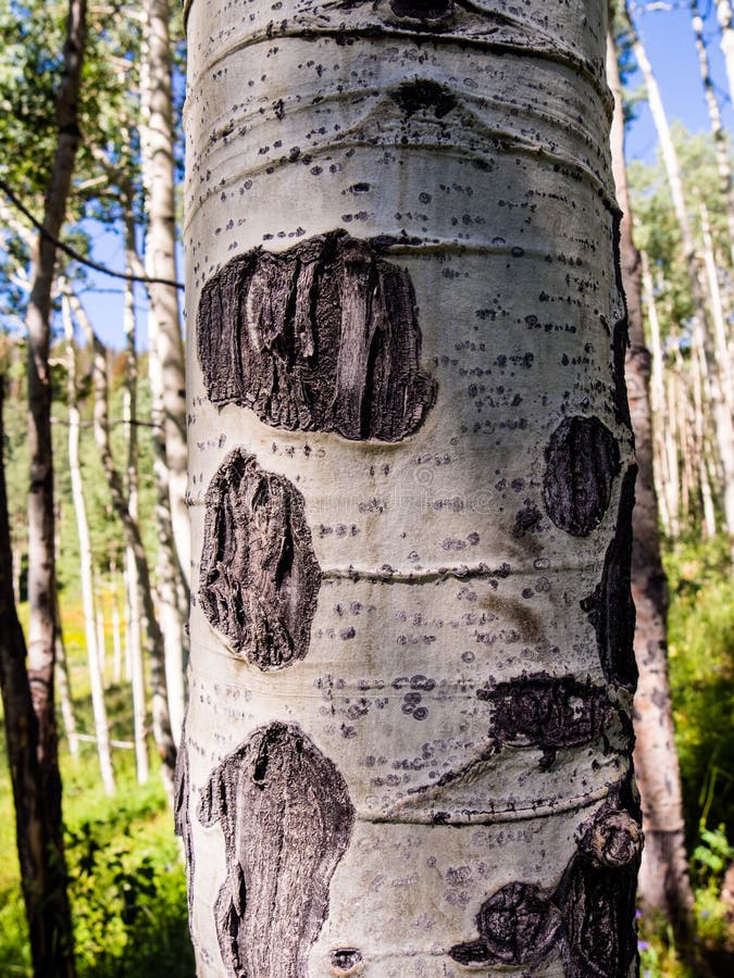Damaged aspen tree stock photo. Image of season, aspen - 152513112