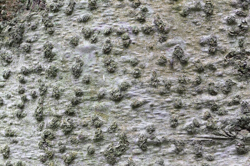 Aspen Tree Bark, a Natural Background Stock Photo - Image of timber ...