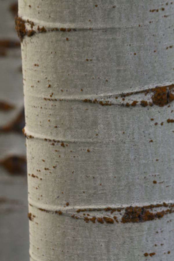 Aspen Tree Bark Pattern Background Stock Photo - Image of leaves, green ... Aspen Tree Bark Pattern Background Stock Photo - Image of leaves, green ...