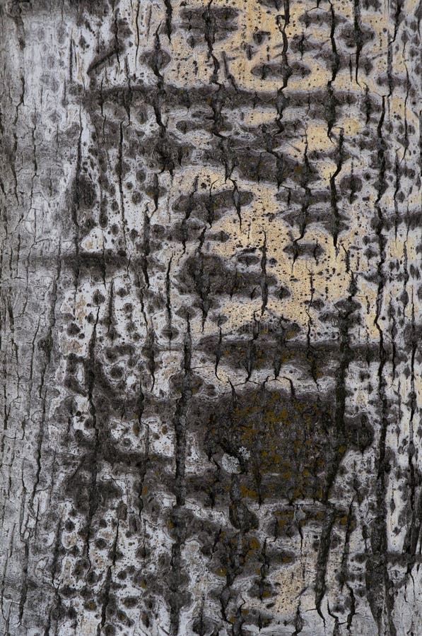 Aspen Tree Bark Texture Background Stock Image - Image of grain, detail ...