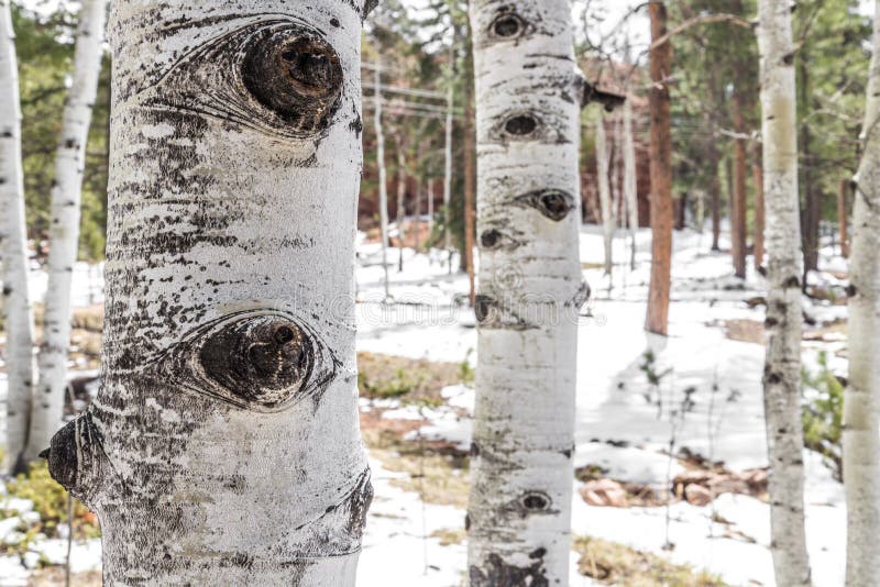 Aspen tree bark texture stock photo. Image of seasons - 89080224