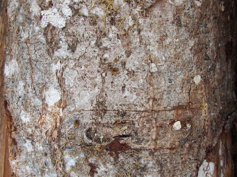 Red. Micro Look of Aspen Tree Bark. Aspen Tree Bark Ash, Texture ...