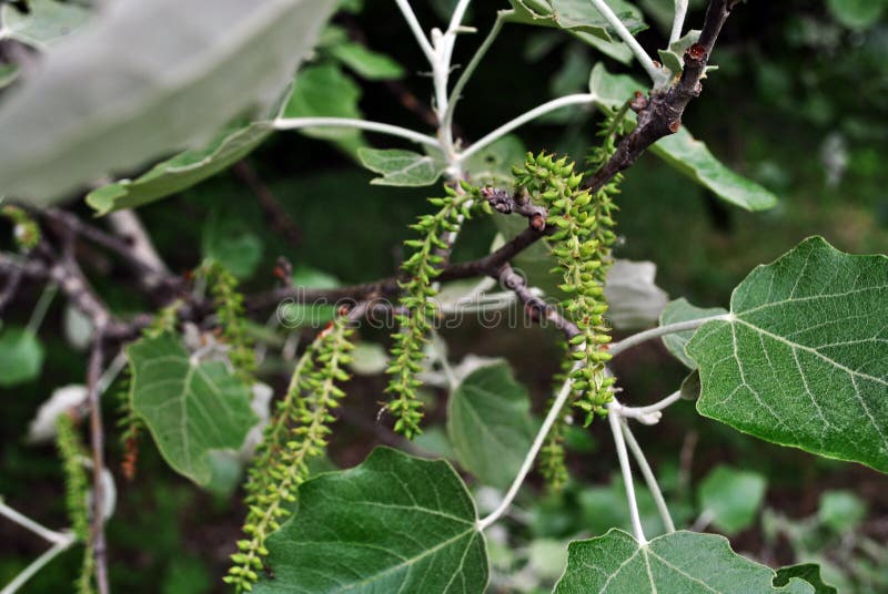 Aspen Tree Blooming Twig with Green Leaves, Soft Background Stock Image ...