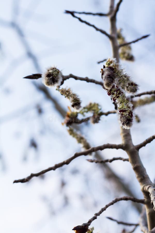 Aspen Blooms stock image. Image of blue, nature, emily - 114653883