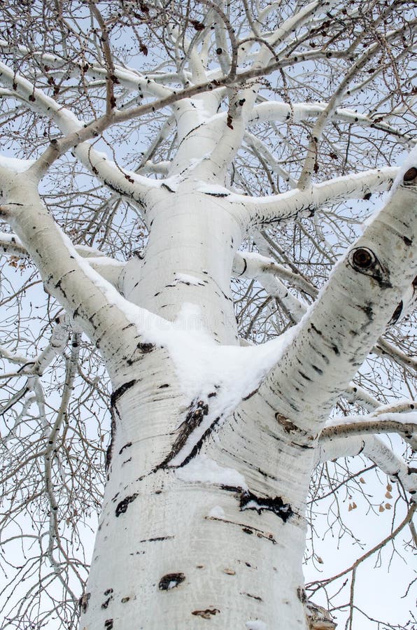 Aspen Tree Covered in Fresh Snow Stock Image - Image of colorado, trees ...
