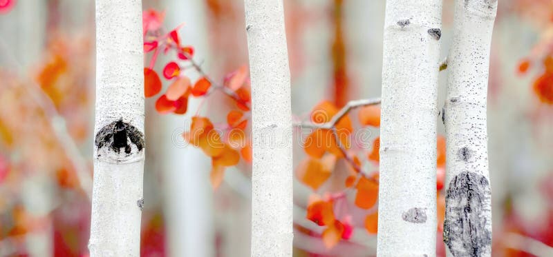 Aspen Tree in Fall Autumn Selective Focus Blurred Background Stock ...