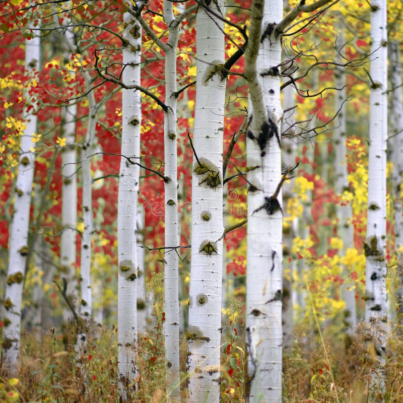 Aspen Tree in Fall Autumn Selective Focus Blurred Background Red and ...