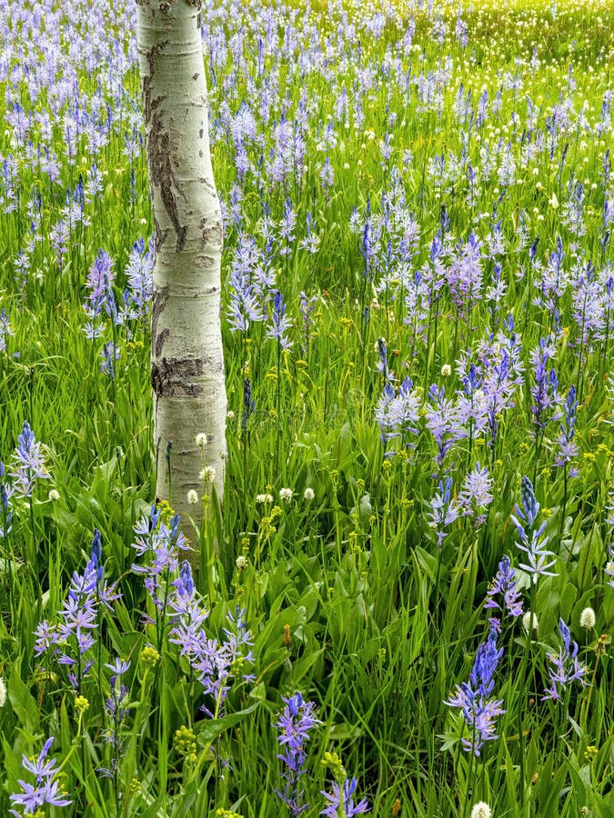 Aspen Tree in a Field of Wildflowers Stock Photo - Image of camas ...
