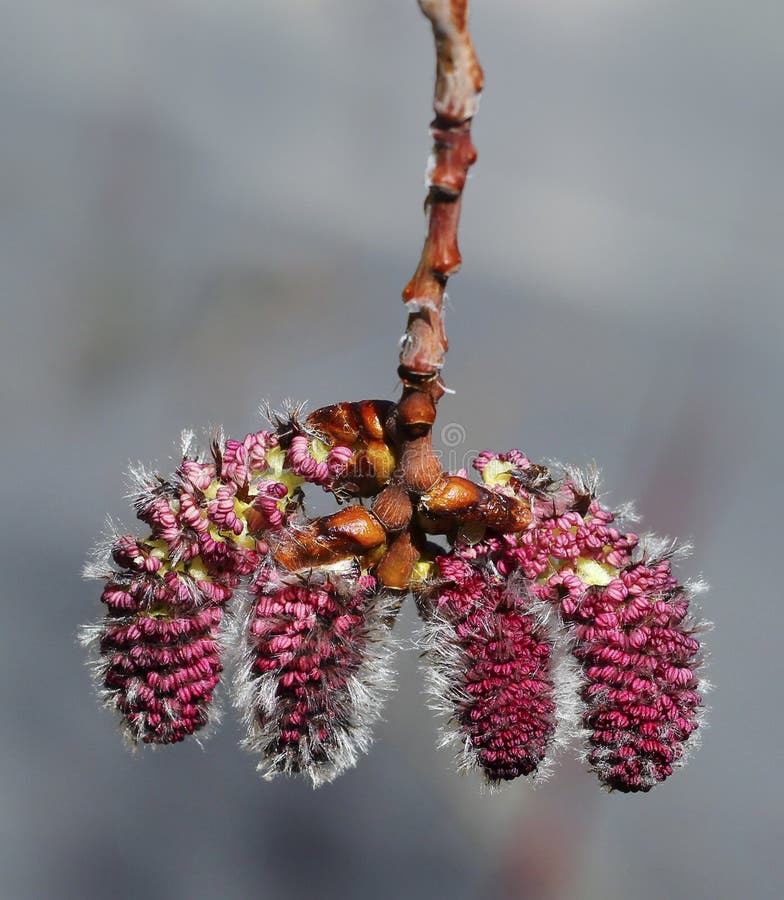 Aspen Tree Flower Catkin imagen de archivo. Imagen de planta - 39239561