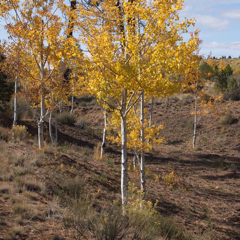 Aspen Tree Gold foto de archivo. Imagen de dorado, tenga - 94578338