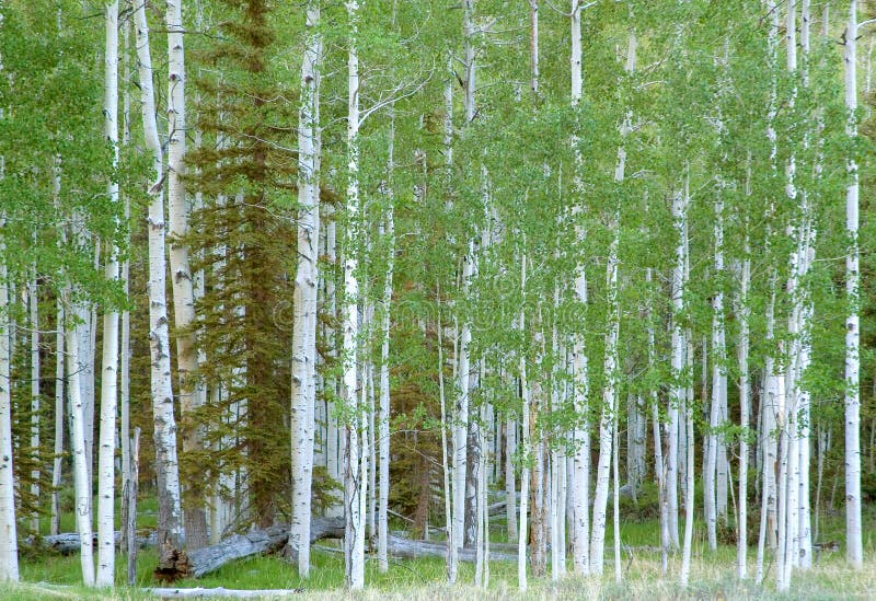 Spring aspen grove stock photo. Image of blue, spring - 9811146