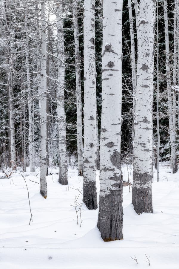 Aspen Tree Grove in Winter with Snow on the Ground Stock Photo - Image ...